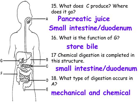 Digestive System Grade 5 Igcse Easy Notes Ppt Digestive Disorders