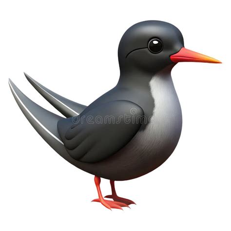 Black Tern Bird With Orange Beak And Red Feet Wildlife Stock