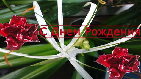 Поздравление женщин с Днем Рождения Видео открытка Youtube