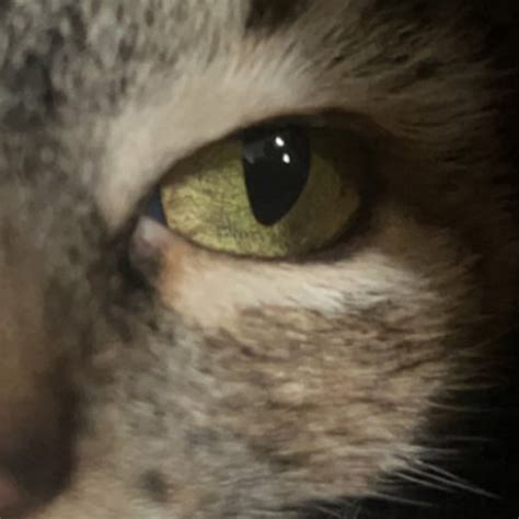 Baseline Shopify Theme Etsy