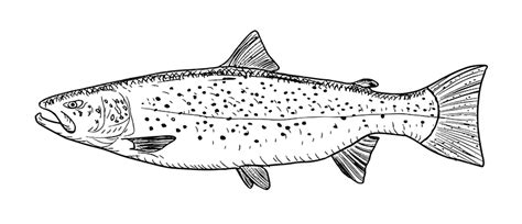 Bachsaibling I Heimischer Bachsaibling Aus Tirol Tirol Fisch Tiroler Fischbauer