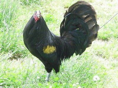 Pin On Gallo Fino Chicken Breeds Beautiful Chickens Chickens Backyard