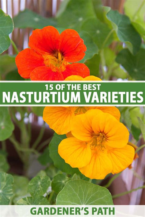 15 Of The Best Nasturtium Varieties Gardeners Path