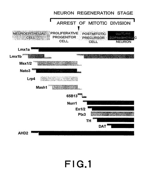 Dopaminergic Neuron Progenitor Cell Marker 187a5 Eureka Patsnap