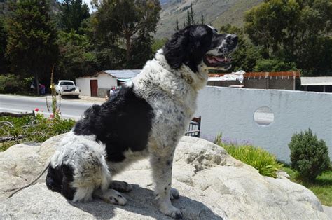Todo Sobre La Raza De Perros Mucuchíes ¡aquí Lo Tienes Todo