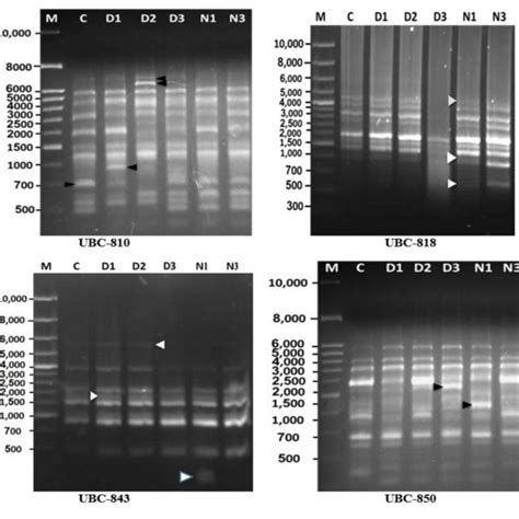 Inter Simple Sequence Repeats Issr Banding Patterns Amplification