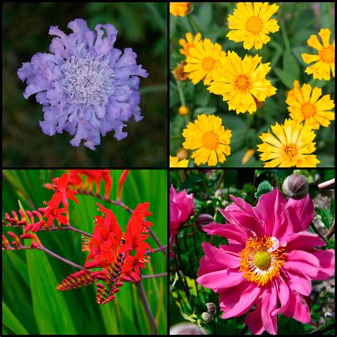 Assorted Perennials 1 Pot P20120411 Rona Assorted Perennials 1 Pot P20120411 Rona