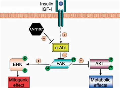 Schematic Representation Of A Possible Hypothesis Explaining The Effect Download Scientific