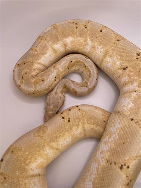 Proven Breeder Banana Bumble Bee Ball Python By Killer Clutches Morphmarket