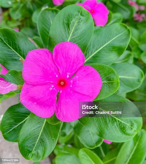 Bunga Catharanthus Roseus Yang Digunakan Untuk Memproduksi Obat Kanker