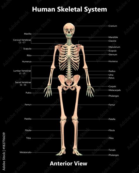 Human Skeleton System Detailed Labels Anatomy (Anterior View) Stock ...