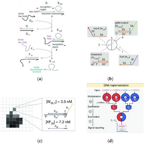 Cascade Circuit To Perform Neural Networks A Schematic Diagram Of Download Scientific