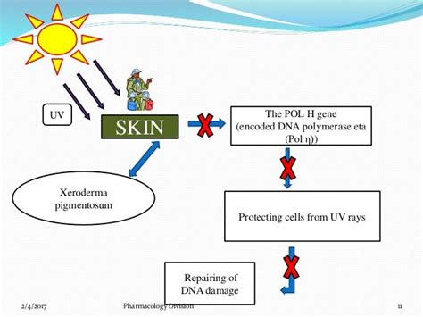 Xeroderma Pigmentosum