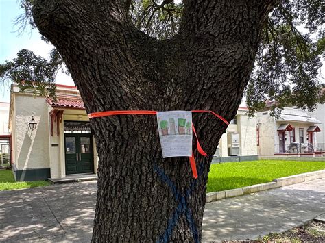 This Is Our Legacy Greene Street Tree Removals Shock Residents