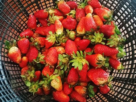 검은 플라스틱 바구니에 딸기 사진 Unsplash의 무료 잎 이미지