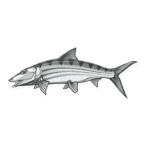 Typeface Bonefish Sticker Fly Slaps Fly Fishing Stickers And Decals