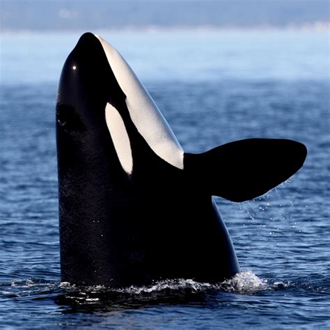 The ORCA Watercolor Painting Art & Collectibles etna.com.pe