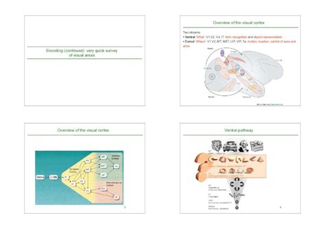 Pdf Overview Of The Visual Cortex Ventral Pathway · 2009 1 24