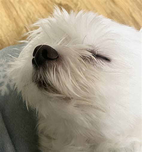 [ghidra] Installation