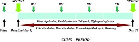 小鼠慢性不可预知应激模型（cums）的建立及其对神经系统影响 知乎
