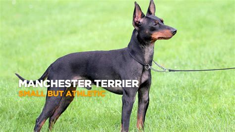 Manchester Terrier Toy Small But Athletic