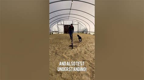 Obedience And Agility Combined Youtube