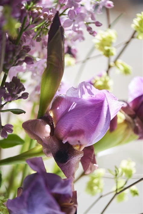 Rhs Chelsea 2020 Florists Announced British Florist Association