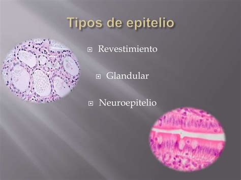 Histologia Epitelios Pptx