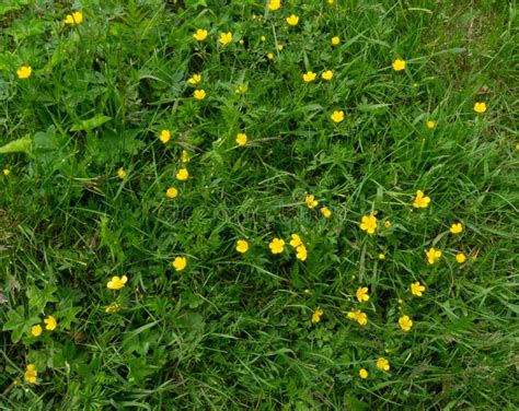 Green Grass With Ranunculus Flowers Close Photo Background With