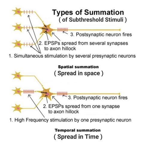 Types Of Summation Of Stimulus Temporal Spatial Obv Similar To