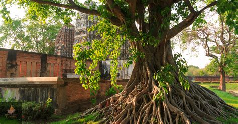 Bodhi Tree Intro Symbolism And History Thankyou Buddha