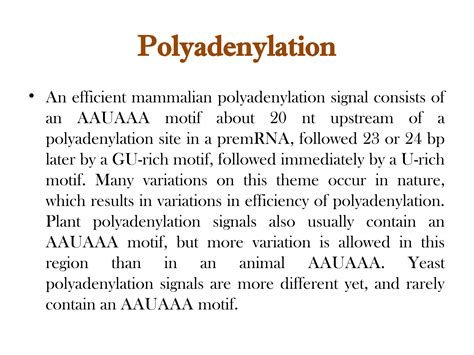 Transcription Process Explained Ppt 1234 Ppt