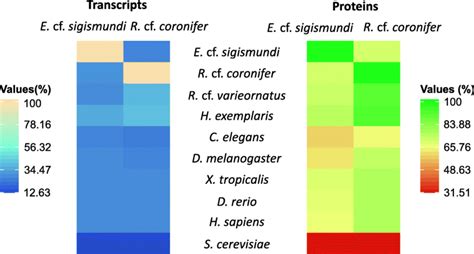 Global Comparisons Of Transcripts And Predicted Protein Sequences