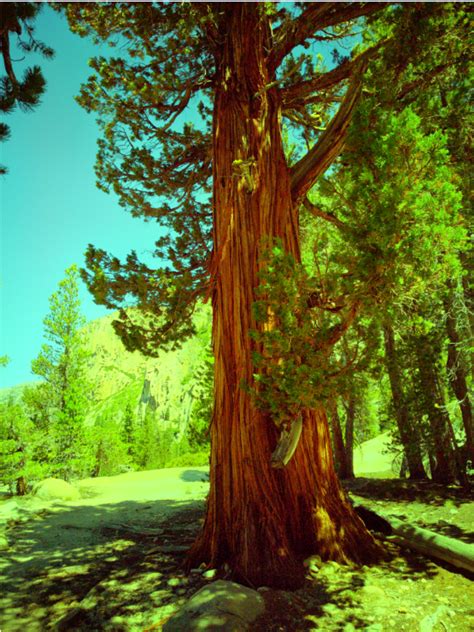 The Function Of Pretrained Model Issue Mgharbi Hdrnet Legacy GitHub