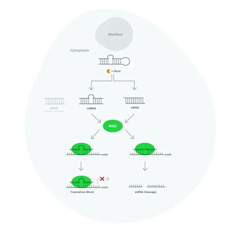 Rnai Vs Crispr Guide To Selecting The Best Gene Silencing Method