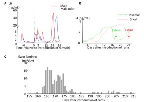 Figure 1 From The Ram Effect New Insights Into Neural Modulation Of The Gonadotropic Axis By
