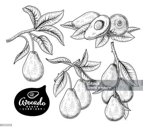 벡터 스케치 아보카도 장식 세트 손으로 그린 식물 삽화 흰색 배경에 고립 된 라인 아트와 흑백 과일 도면 복고풍 스타일 요소 0명에 대한 스톡 벡터 아트 및 기타 이미지