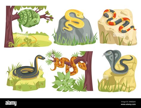 Snakes Types Scaly Creeping Reptiles With Habitats Elements Cartoon Snakes Types Scaly Creeping Reptiles With Habitats Elements Cartoon