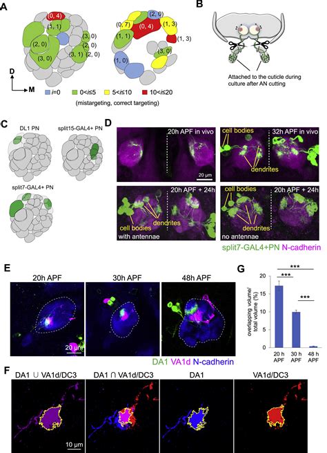 Cellular Bases Of Olfactory Circuit Assembly Revealed By Systematic Time Lapse Imaging Cell