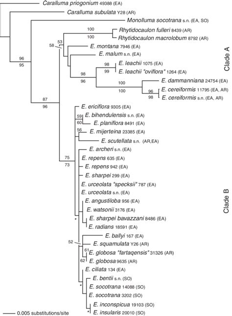 ml tree of echidnopsis based on nrits sequences ml and mp bootstrap