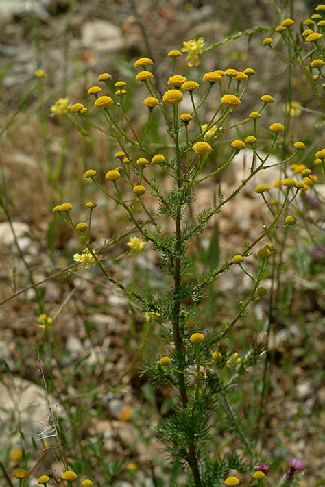 Tripleurospermum Disciforme Camey Schbip Plants Of The World
