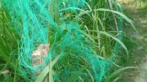 এভাবে ঘাসের জমিতে কখনো ঘুরেছেন আমি তো এসে অবাক হয়ে গেলাম ঘাস সব রোদে পুড়ে গেছে 😅 Youtube