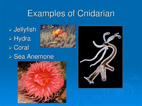 Phylum Cnidaria Examples