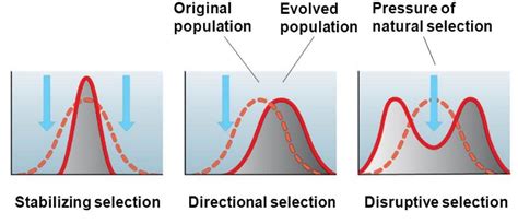 Directional Selection 11 2 All About Evolution