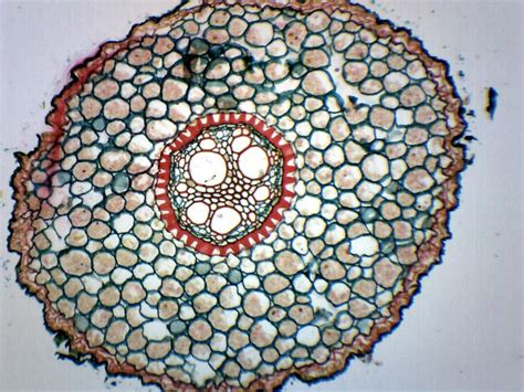Iris Root Typical Monocot Cross Section Prepared Microscope Slide