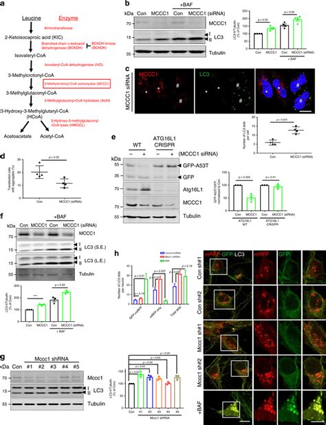 Mccc1 Negatively Regulates Autophagy A Leu Metabolic Pathway Red Box