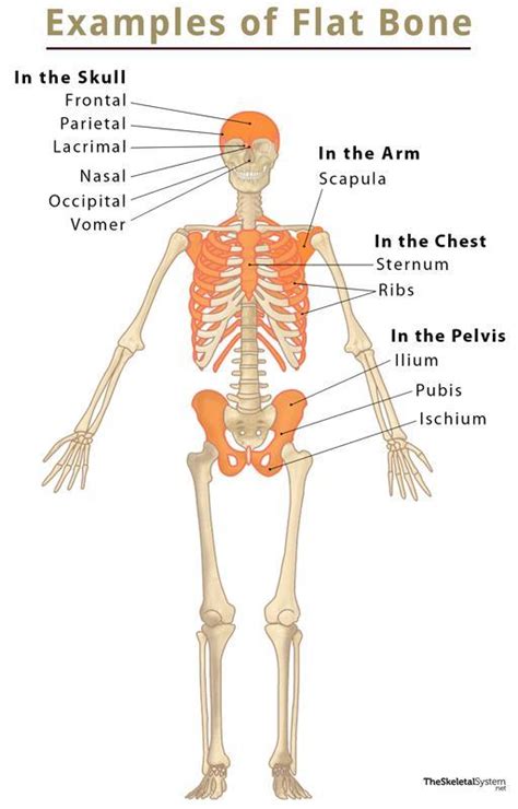 Flat Bones Definition Examples Functions Diagram