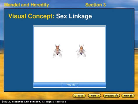 Section Modeling Mendels Laws Ppt Download