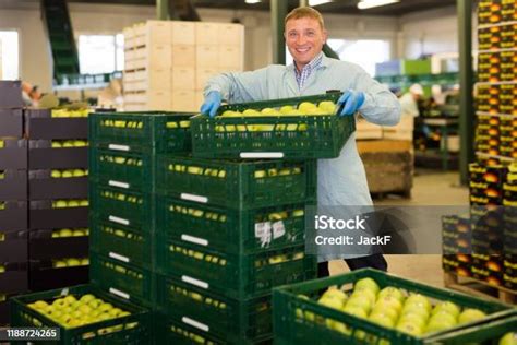 과일 선별 라인에서 일하는 웃는 남자 저장에 사과와 상자를 들고 감정에 대한 스톡 사진 및 기타 이미지 감정 과일 나름 Istock