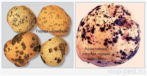 "Престиж, КС" - обработка картофеля перед посадкой (два решения в одном ...
